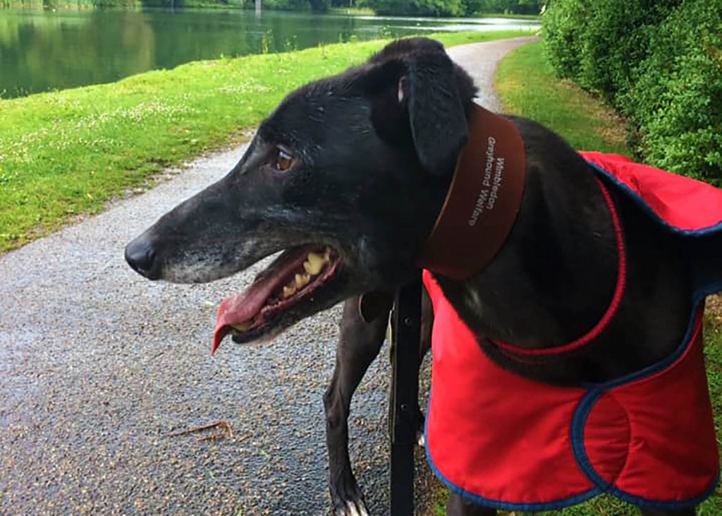 Larry at Painshill Park – Wimbledon Greyhound Welfare