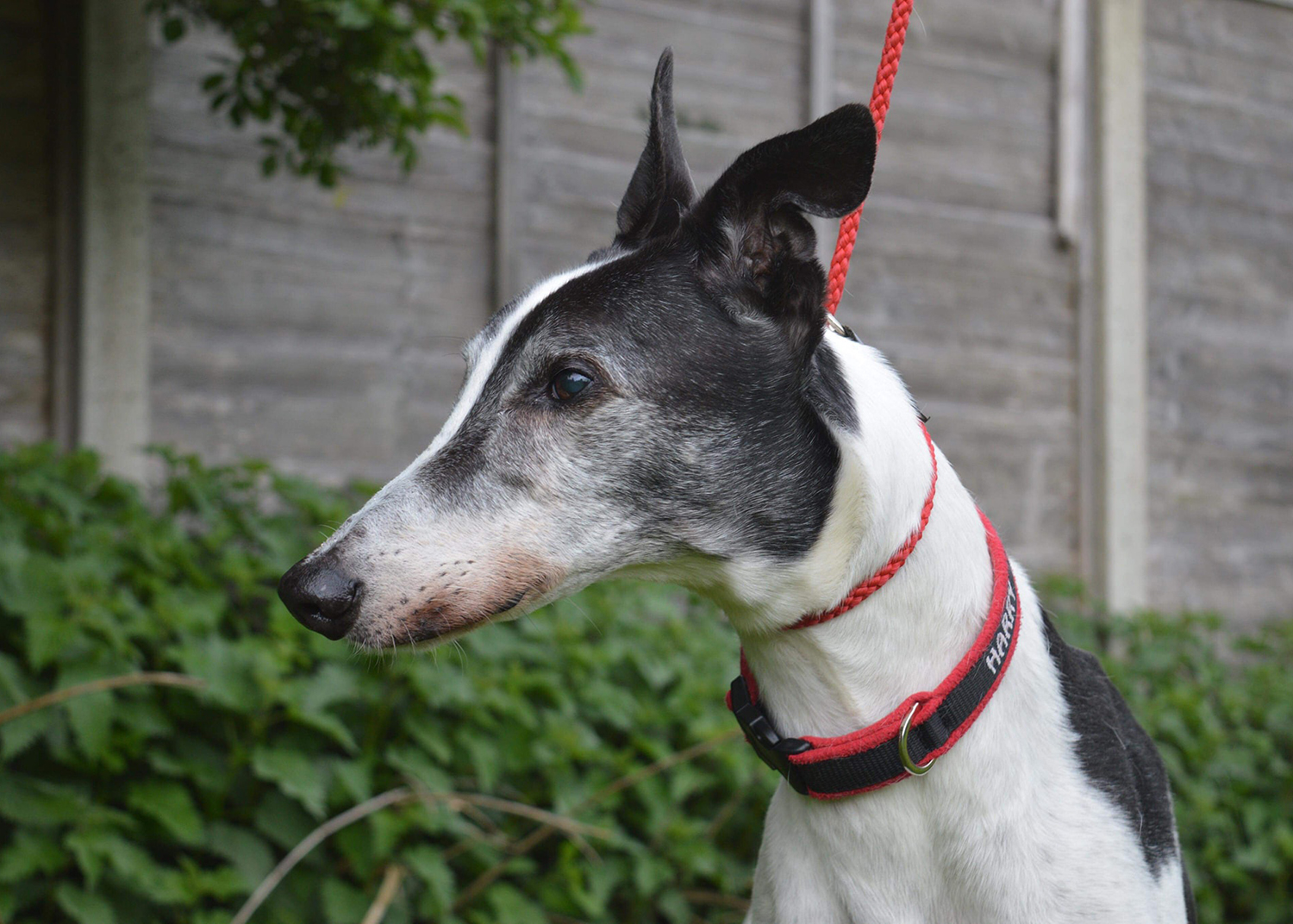 A FINAL FAREWELL TO WGW’S OLDEST HOUND, HARRY – A TRUE GREYHOUND GENT ...