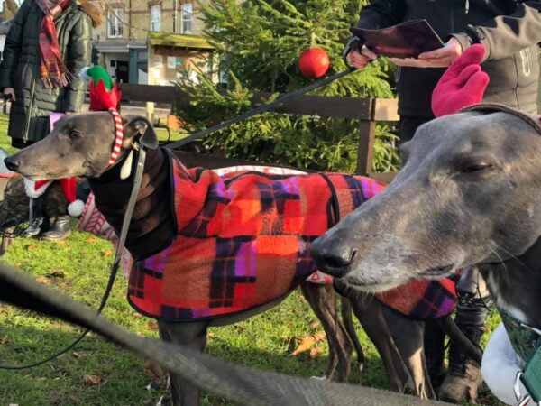 Saturday, 13th December – Blessing on the Green – Wimbledon Greyhound ...