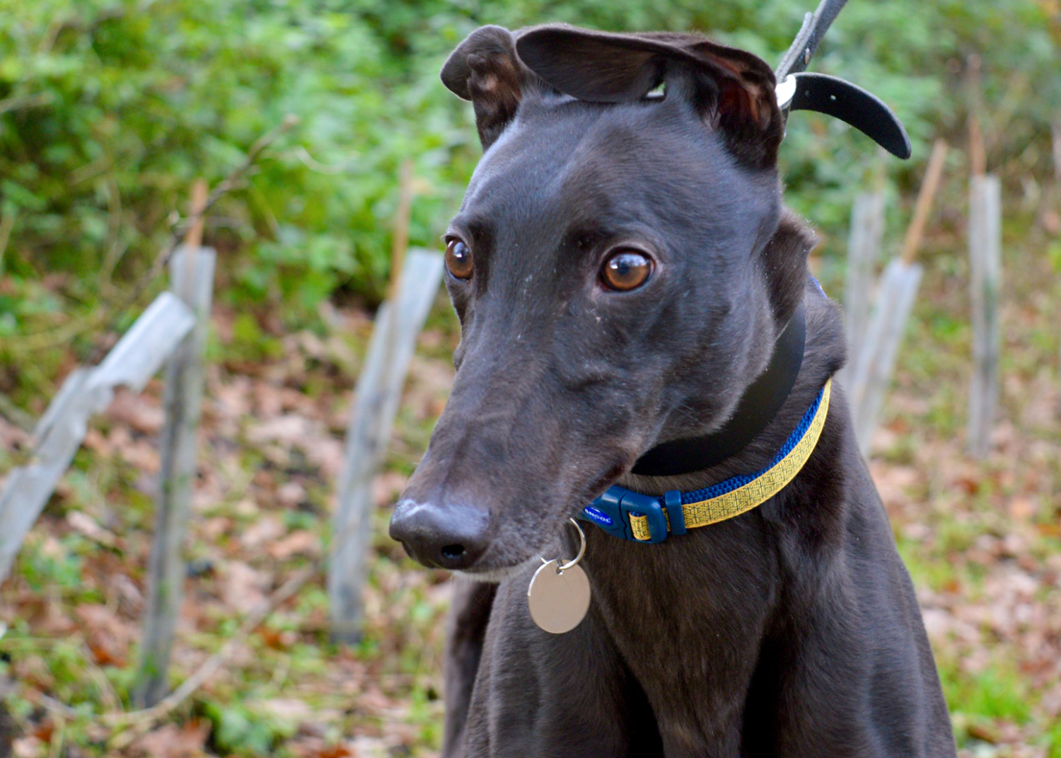 Blog – Wimbledon Greyhound Welfare