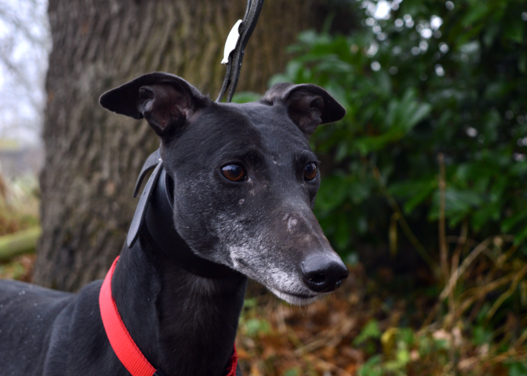 Homeless Hounds Gallery – Wimbledon Greyhound Welfare