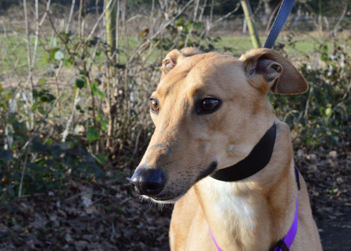 Homeless Hounds Gallery – Wimbledon Greyhound Welfare