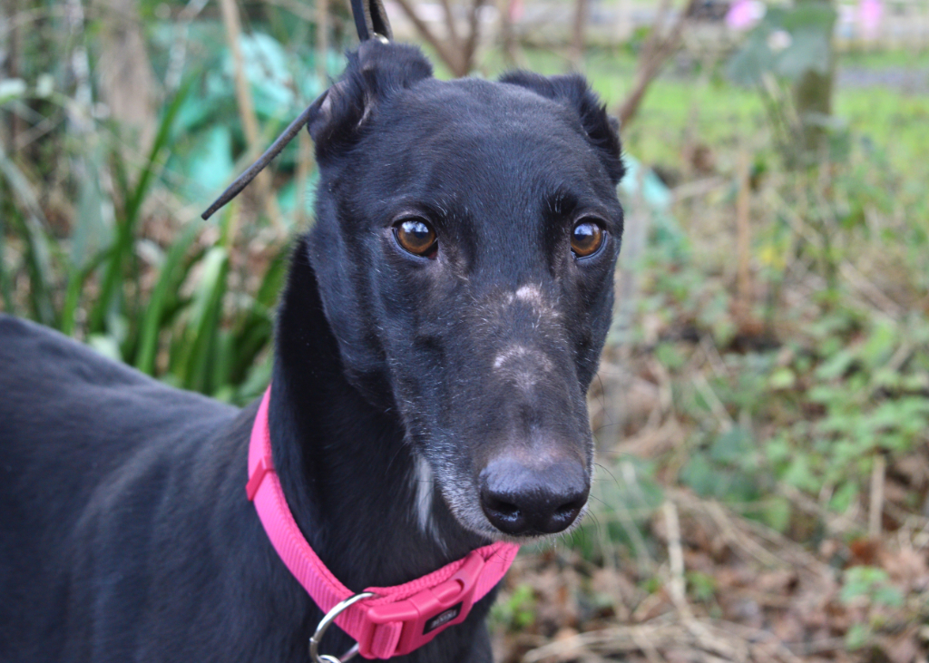 Blog – Wimbledon Greyhound Welfare