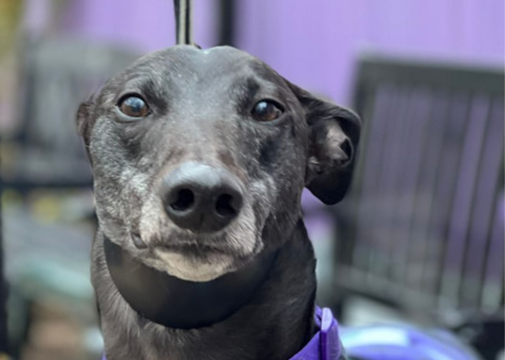 Blog – Wimbledon Greyhound Welfare
