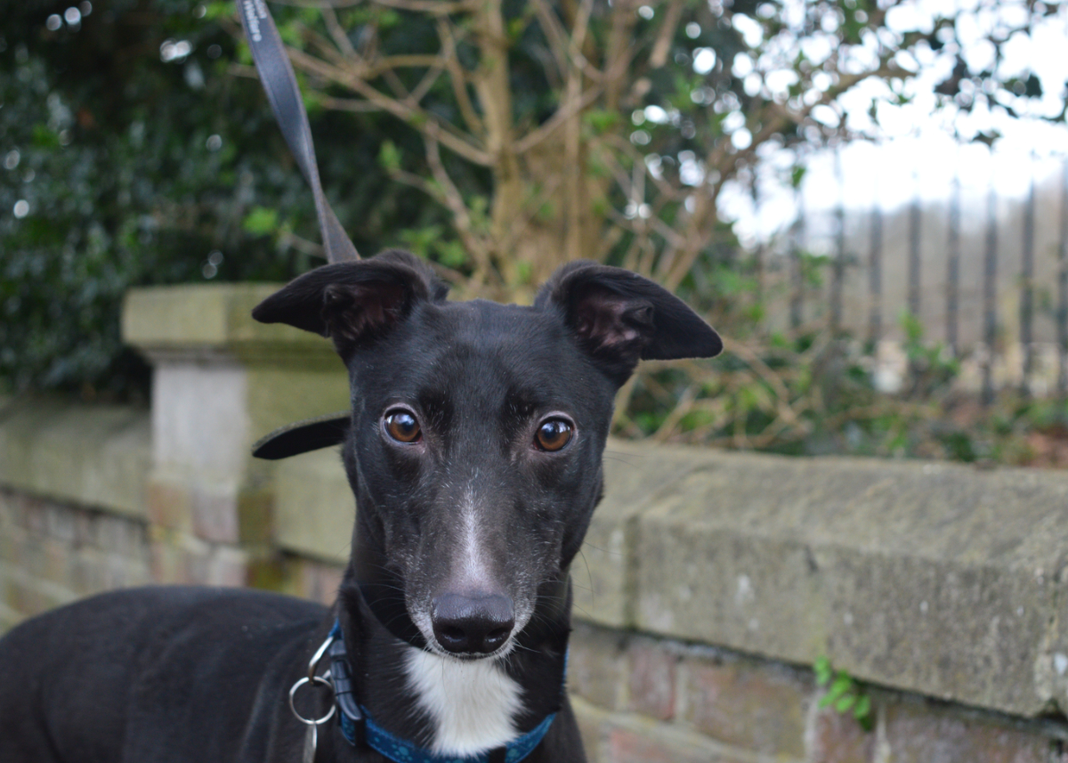 Homeless Hounds Gallery – Wimbledon Greyhound Welfare