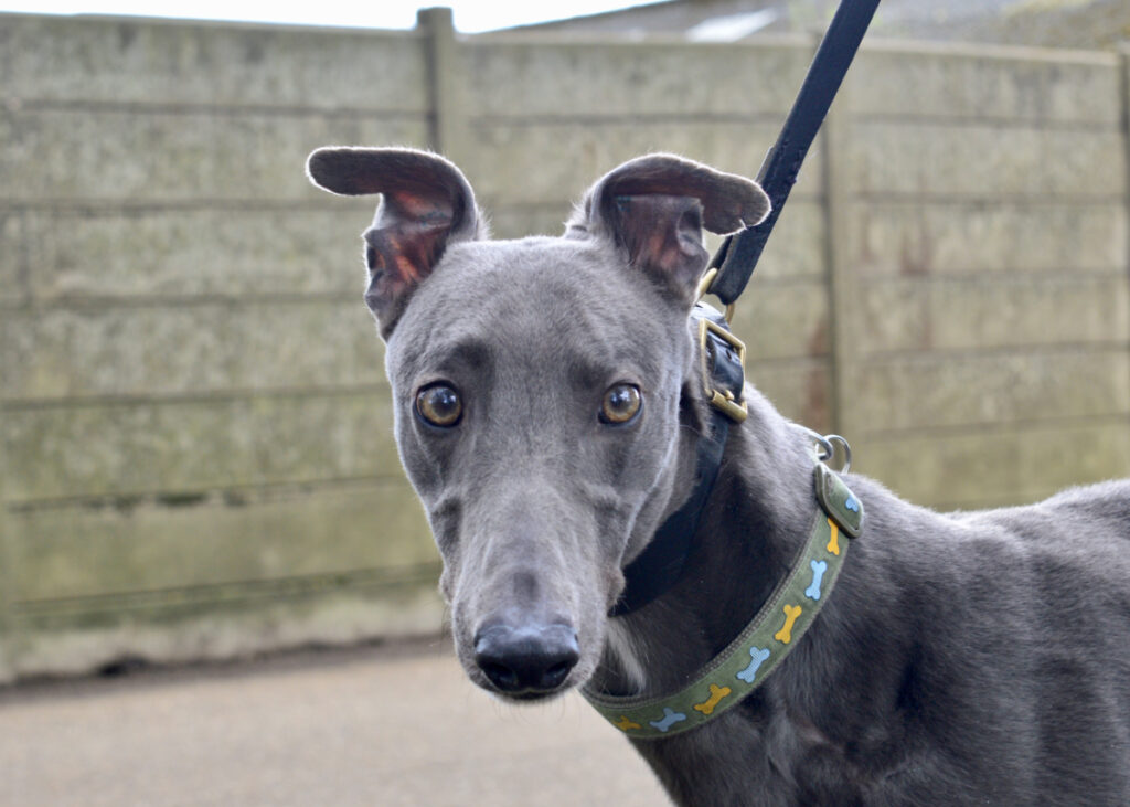 Homeless Hounds Gallery – Wimbledon Greyhound Welfare