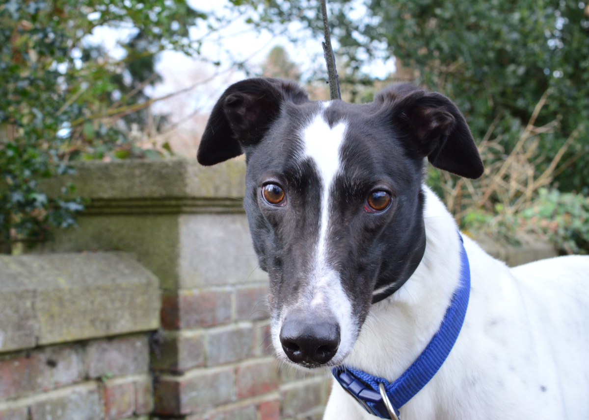 Homeless Hounds Gallery – Wimbledon Greyhound Welfare