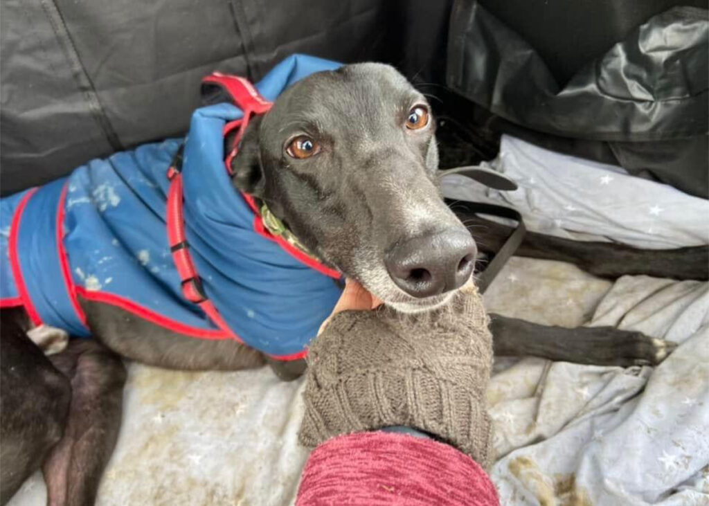 Homeless Hounds Gallery – Wimbledon Greyhound Welfare