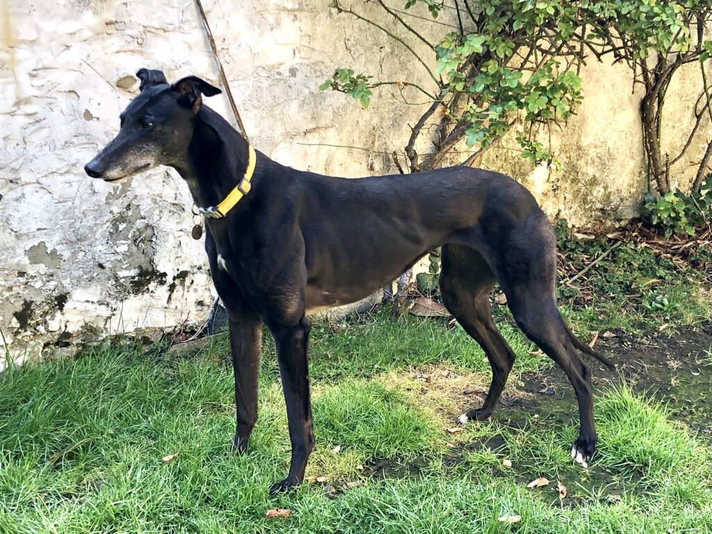 Blog – Wimbledon Greyhound Welfare