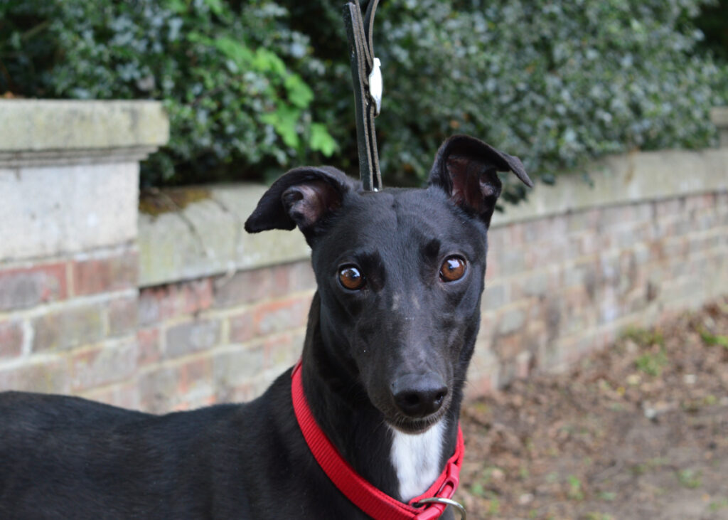 Homeless Hounds Gallery – Wimbledon Greyhound Welfare