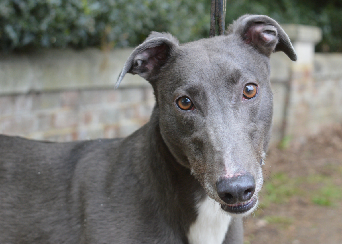 Homeless Hounds Gallery – Wimbledon Greyhound Welfare
