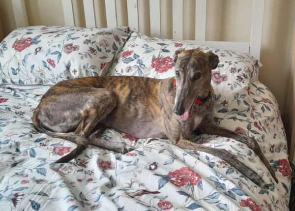 Blog – Wimbledon Greyhound Welfare