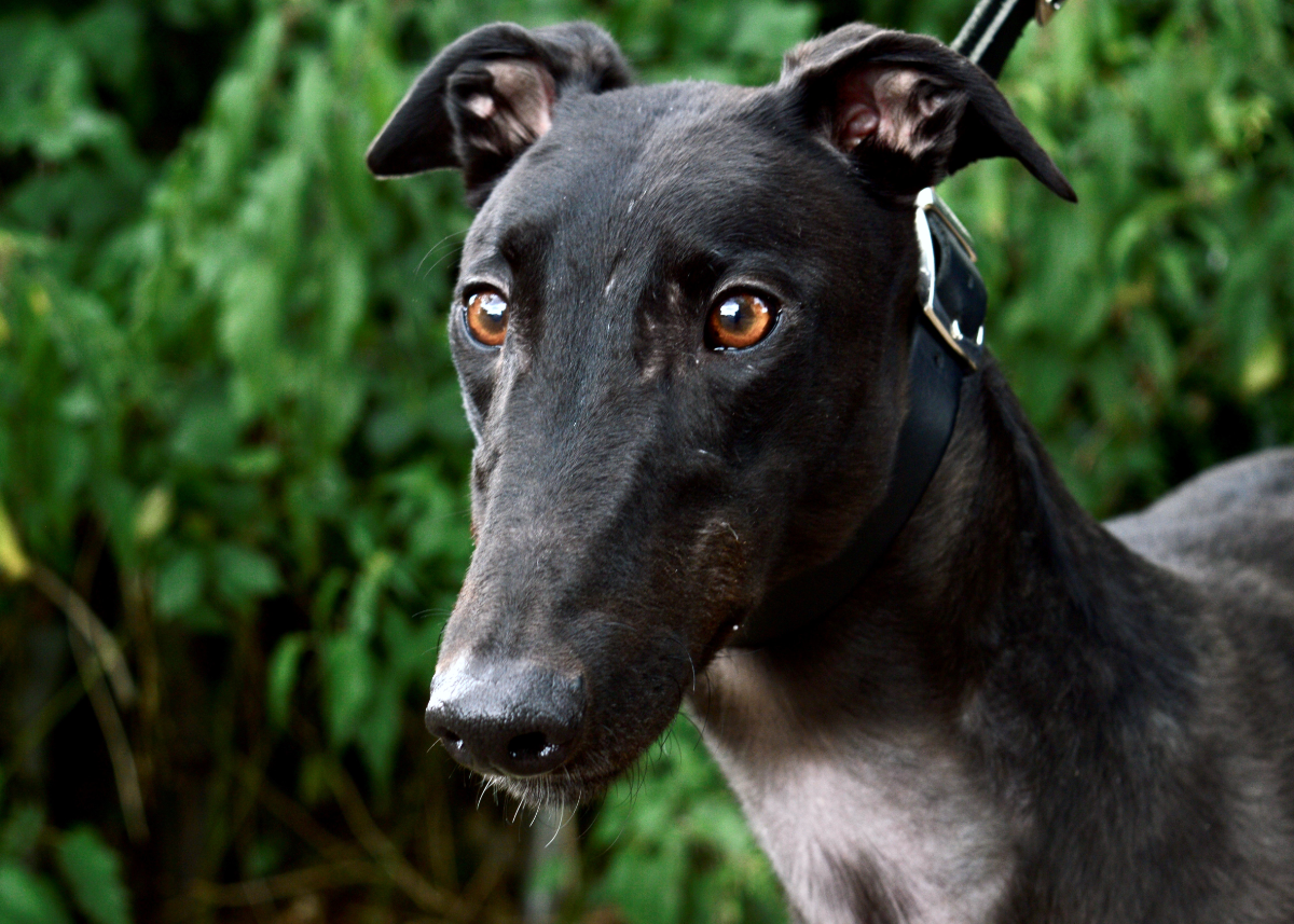 Homeless Hounds Gallery – Wimbledon Greyhound Welfare