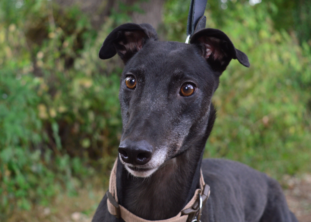 Homeless Hounds Gallery – Wimbledon Greyhound Welfare