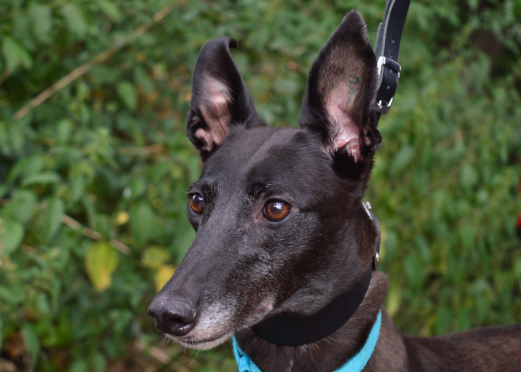 Homeless Hounds Gallery – Wimbledon Greyhound Welfare