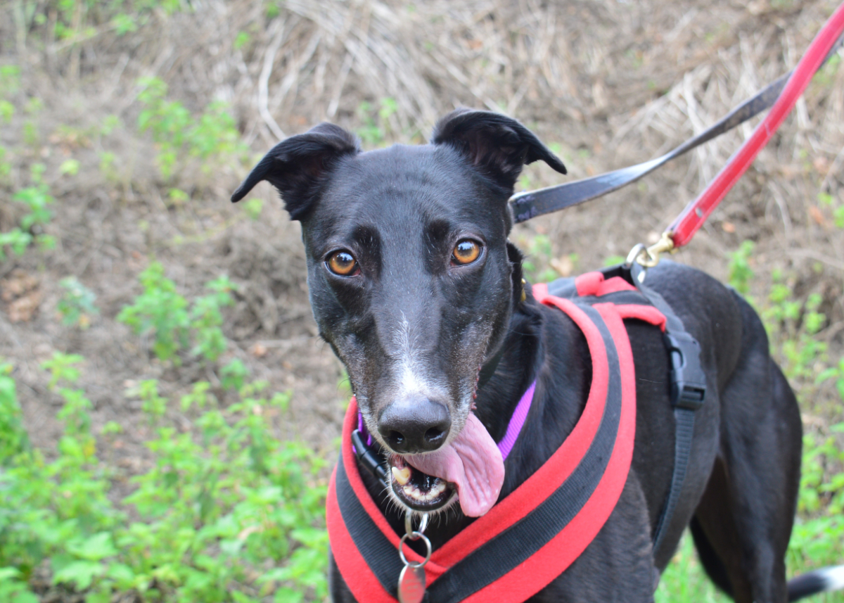 Homeless Hounds Gallery – Wimbledon Greyhound Welfare
