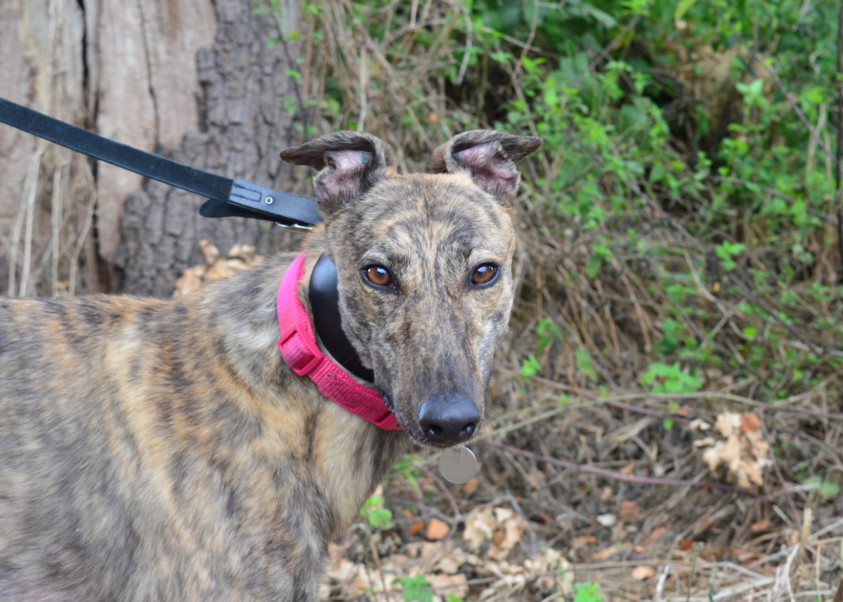 Wimbledon Greyhound Welfare – Because there is life after the track
