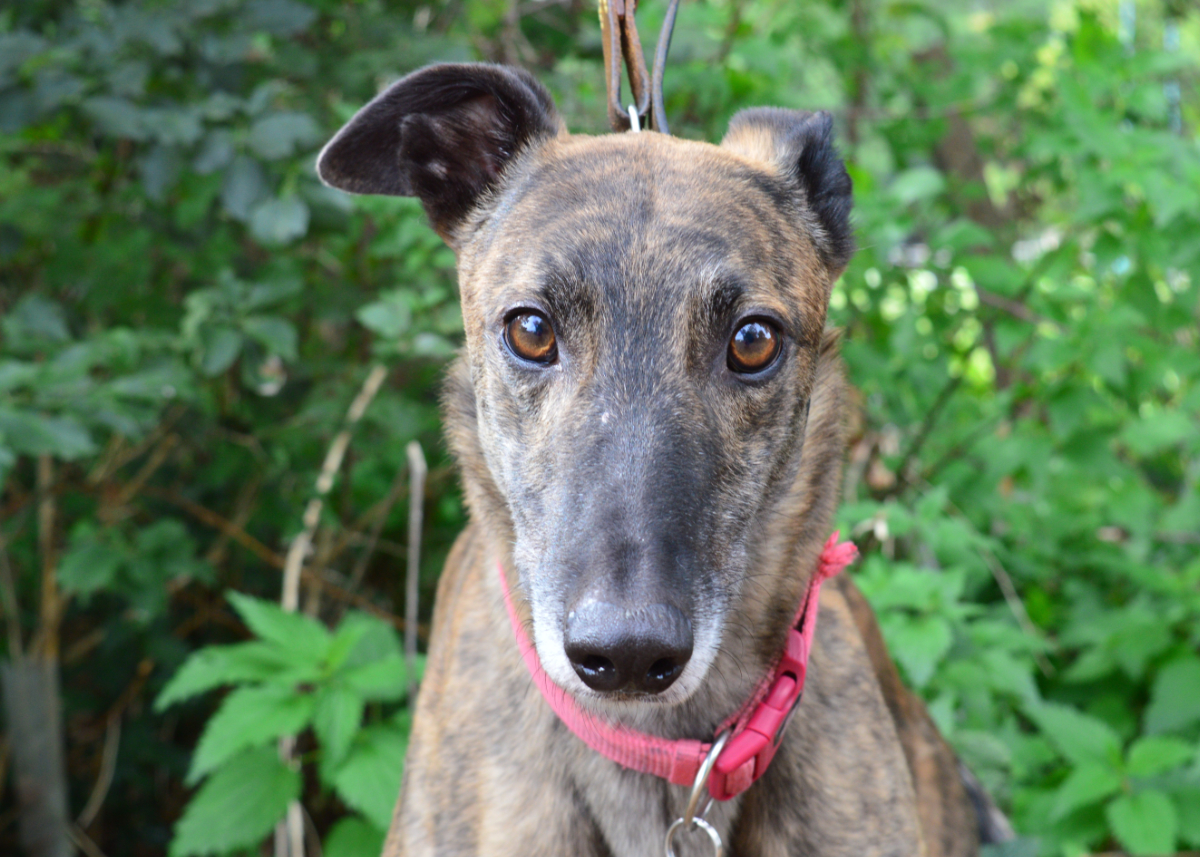 Homeless Hounds Gallery – Wimbledon Greyhound Welfare