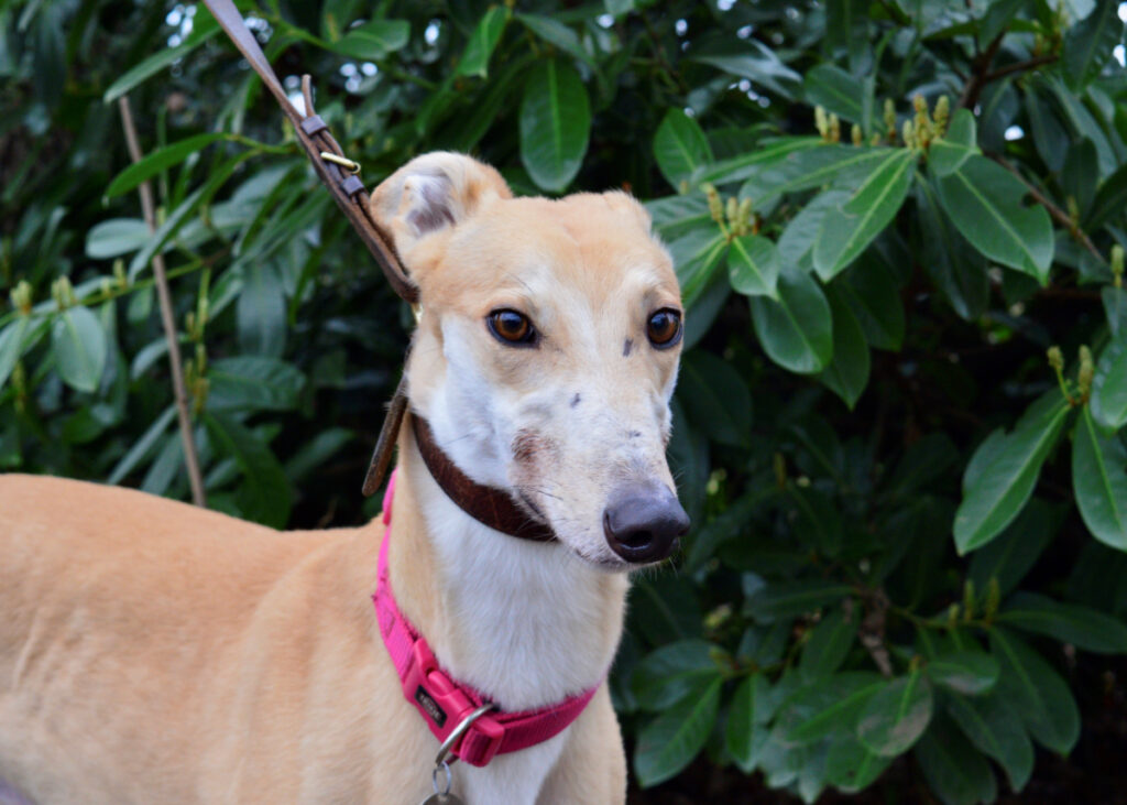 Charlie – Born April 2019 – Wimbledon Greyhound Welfare