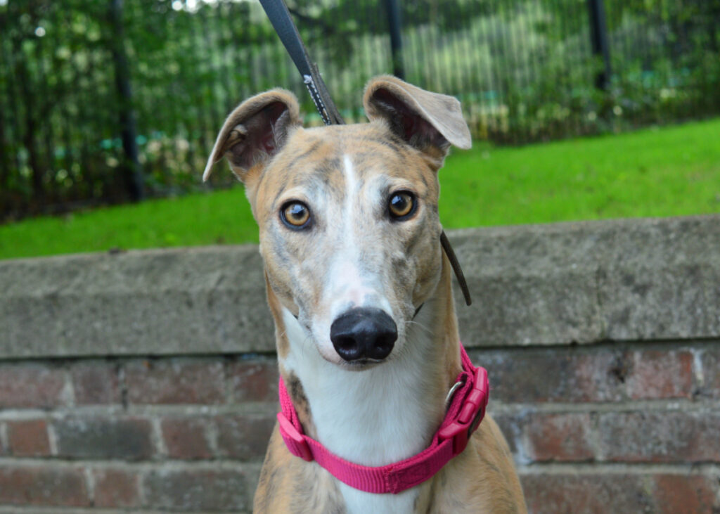 Stacey – Born October 2020 – Wimbledon Greyhound Welfare