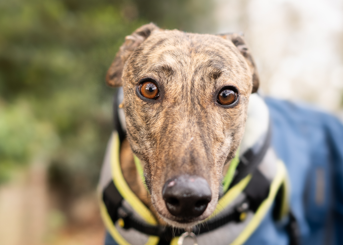 Homeless Hounds Gallery – Wimbledon Greyhound Welfare