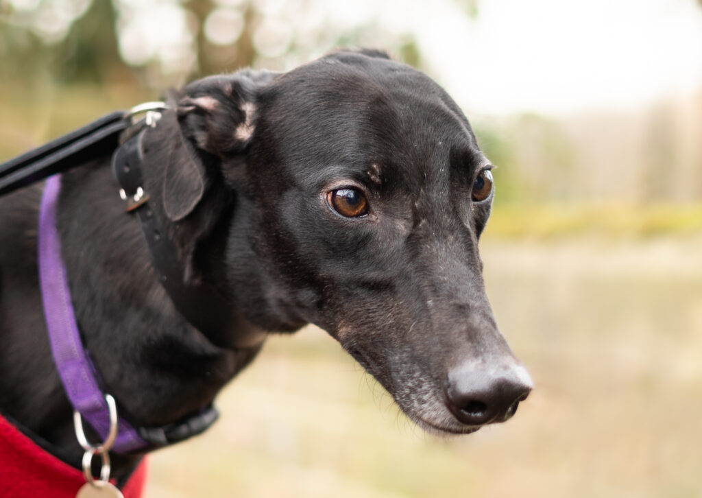 Kennel 4 – Maurice – Wimbledon Greyhound Welfare