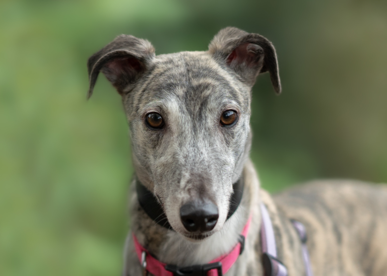 Mandy – Born August 2020 – Wimbledon Greyhound Welfare