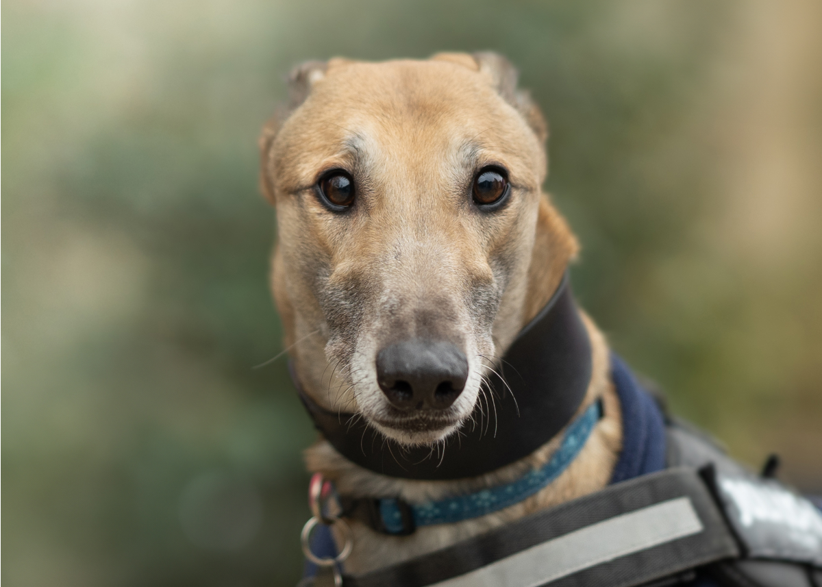 Homeless Hounds Gallery – Wimbledon Greyhound Welfare