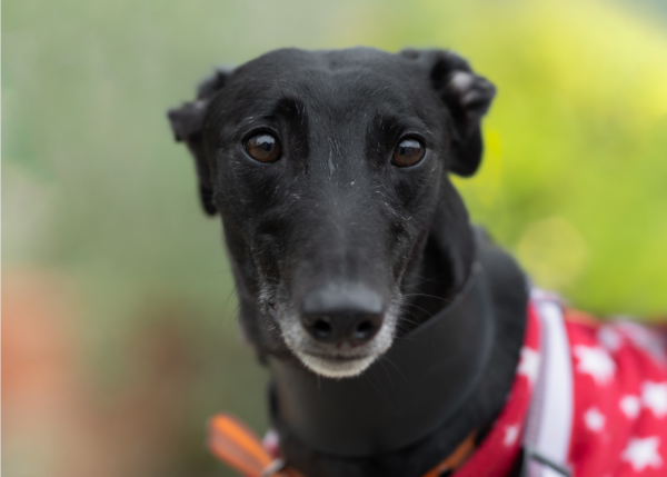 Wimbledon Greyhound Welfare – Because there is life after the track