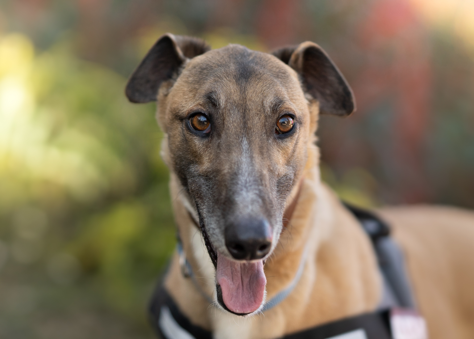 Homeless Hounds Gallery – Wimbledon Greyhound Welfare