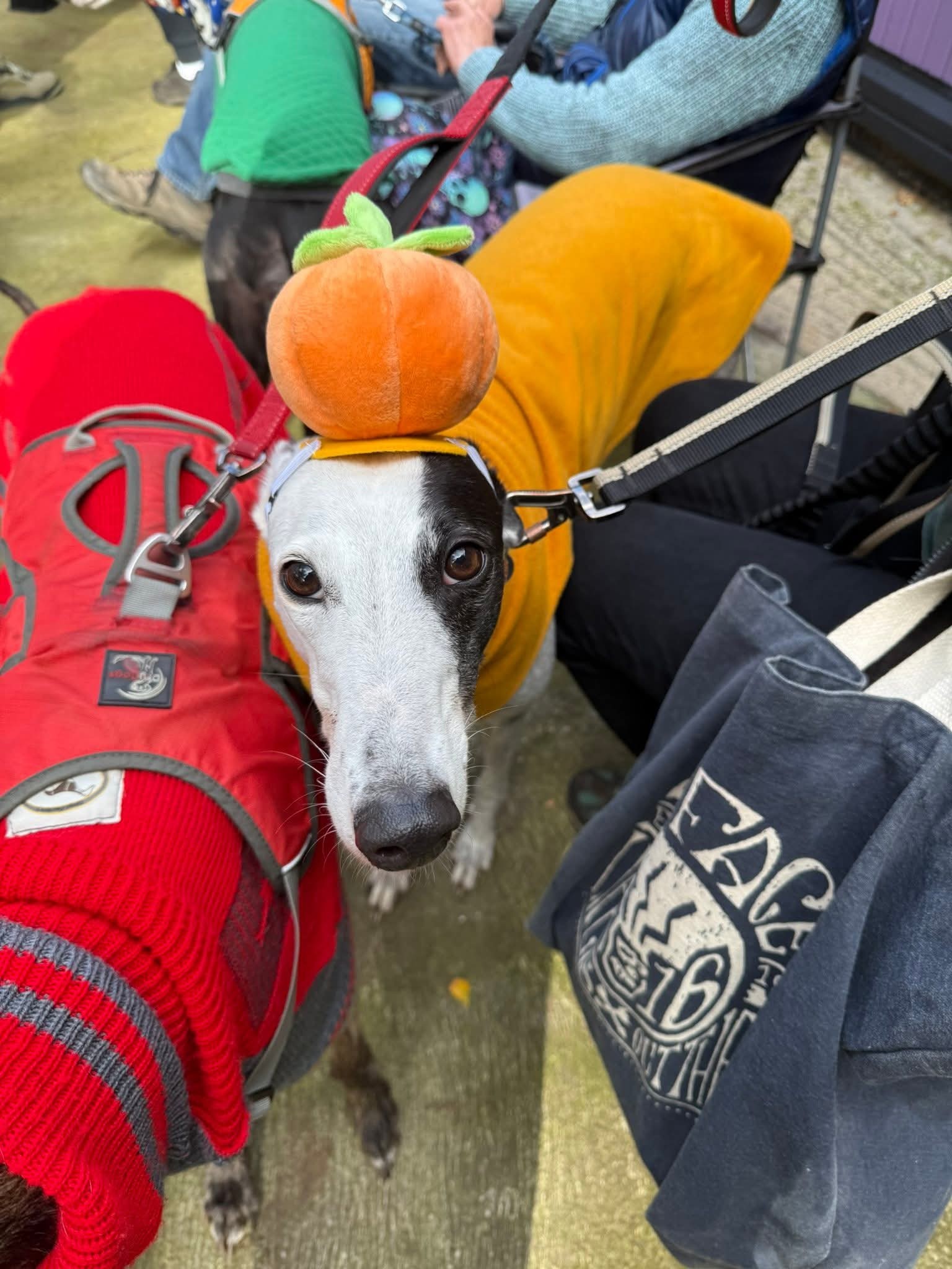 Wimbledon Greyhound Welfare – Because there is life after the track