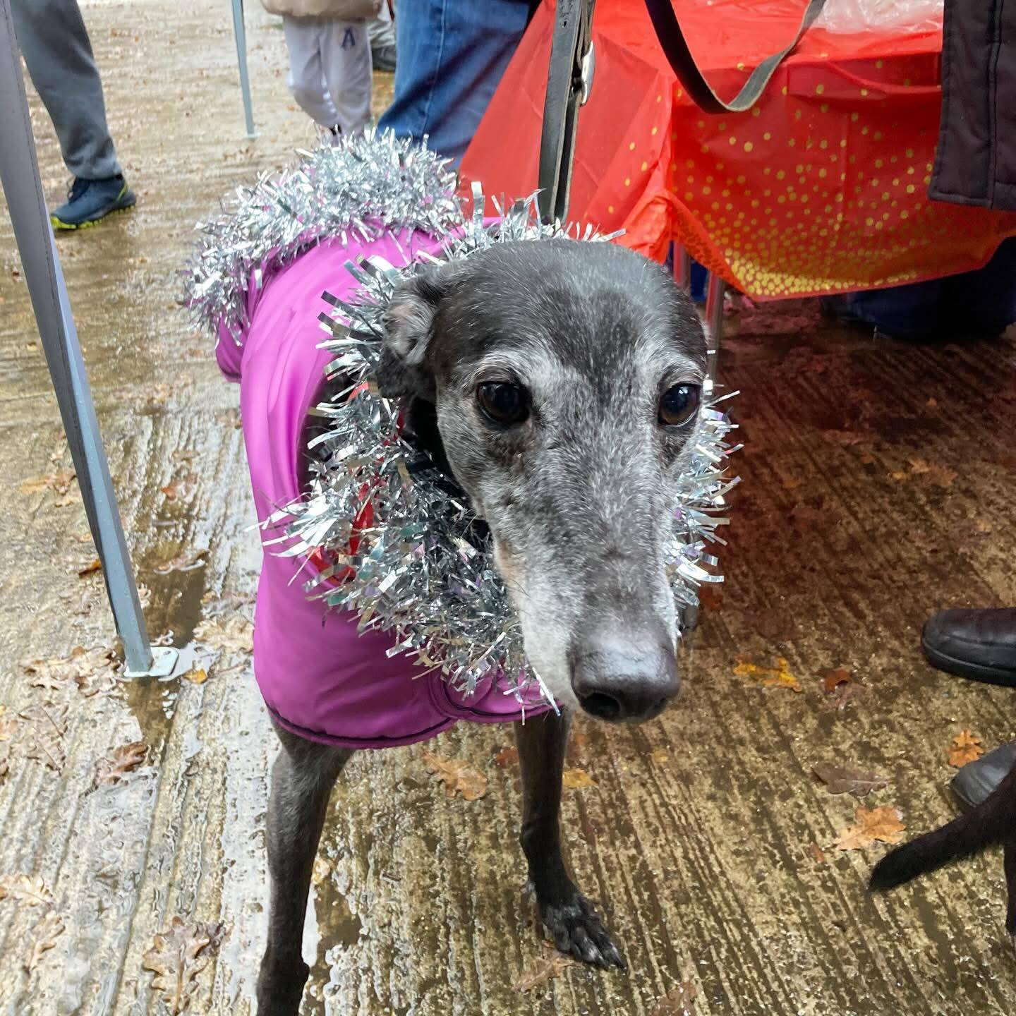 Wimbledon Greyhound Welfare – Because there is life after the track